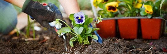 Seasonal Calendar – April | Walter Reeves: The Georgia Gardener ...